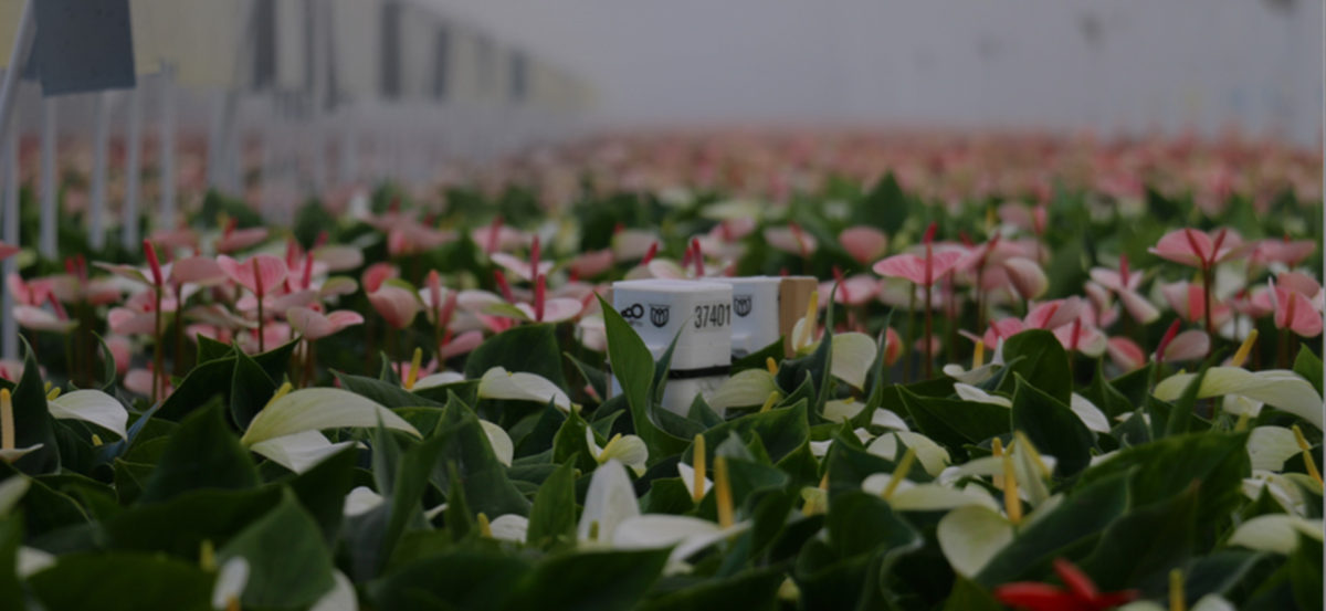 products – Sigrow.com